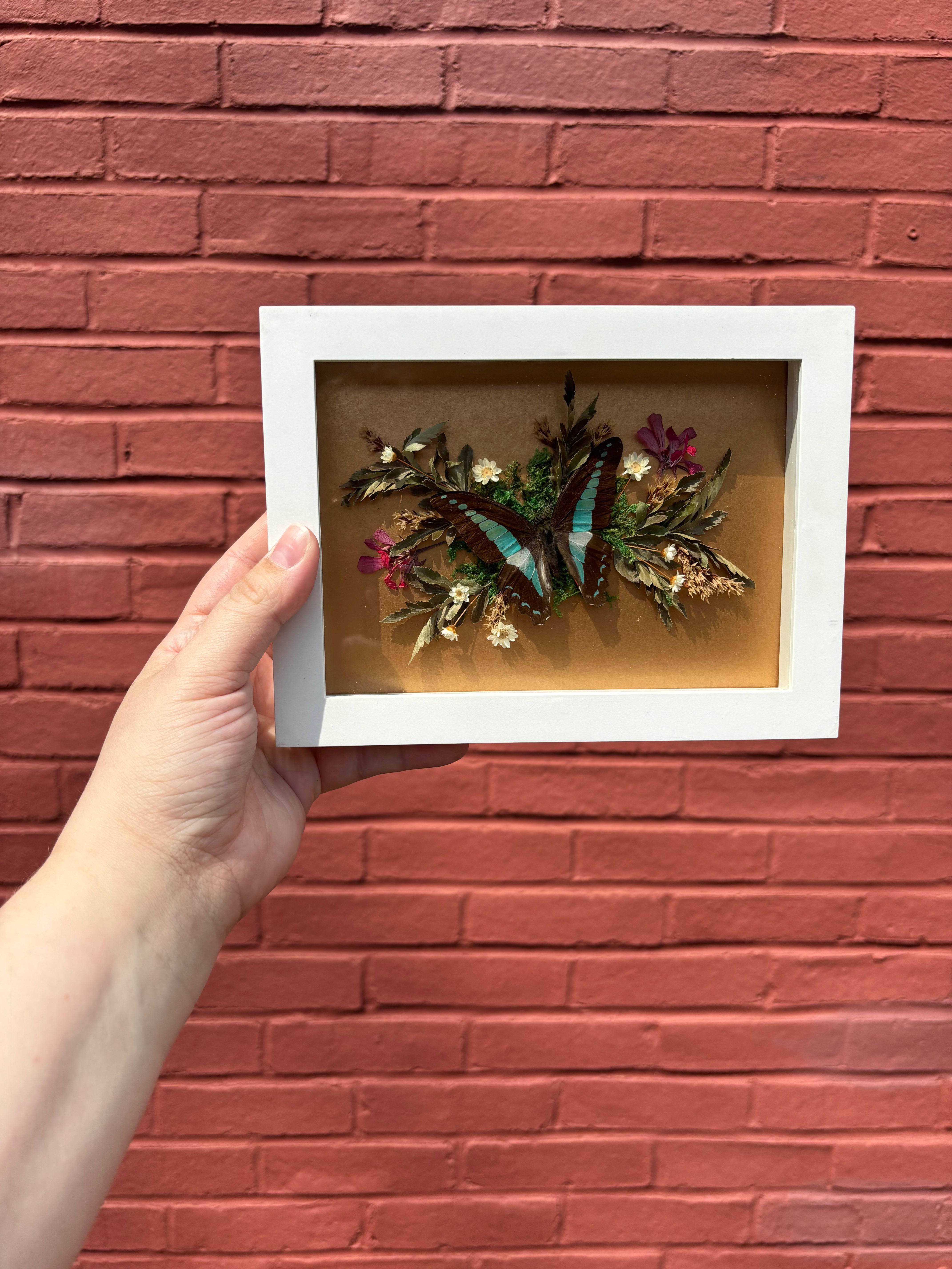 Common Blue Bottle Butterfly on Bronze – Sam Bly Design