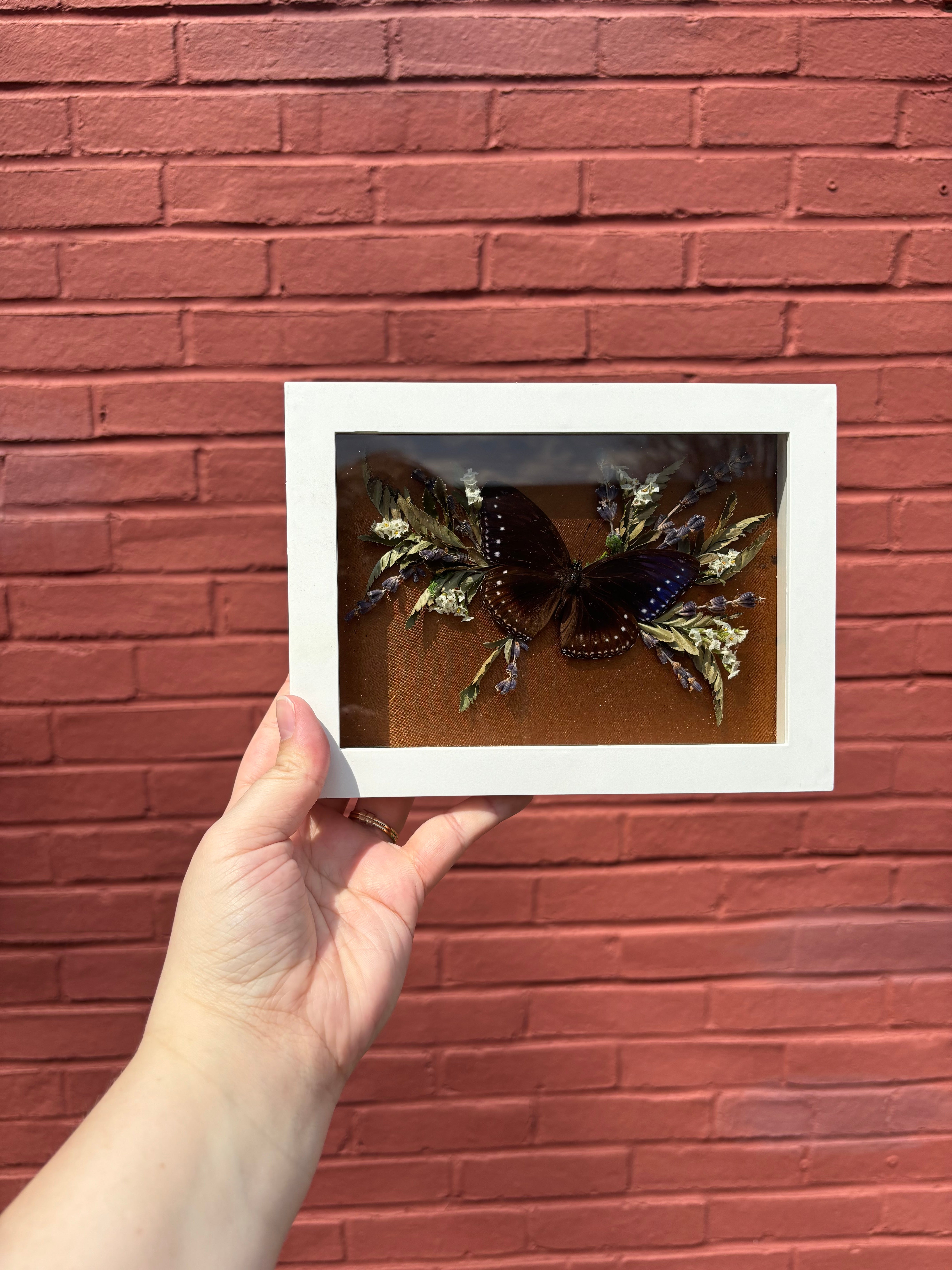 Striped Blue-Crow Butterfly on Bronze Satin – Sam Bly Design