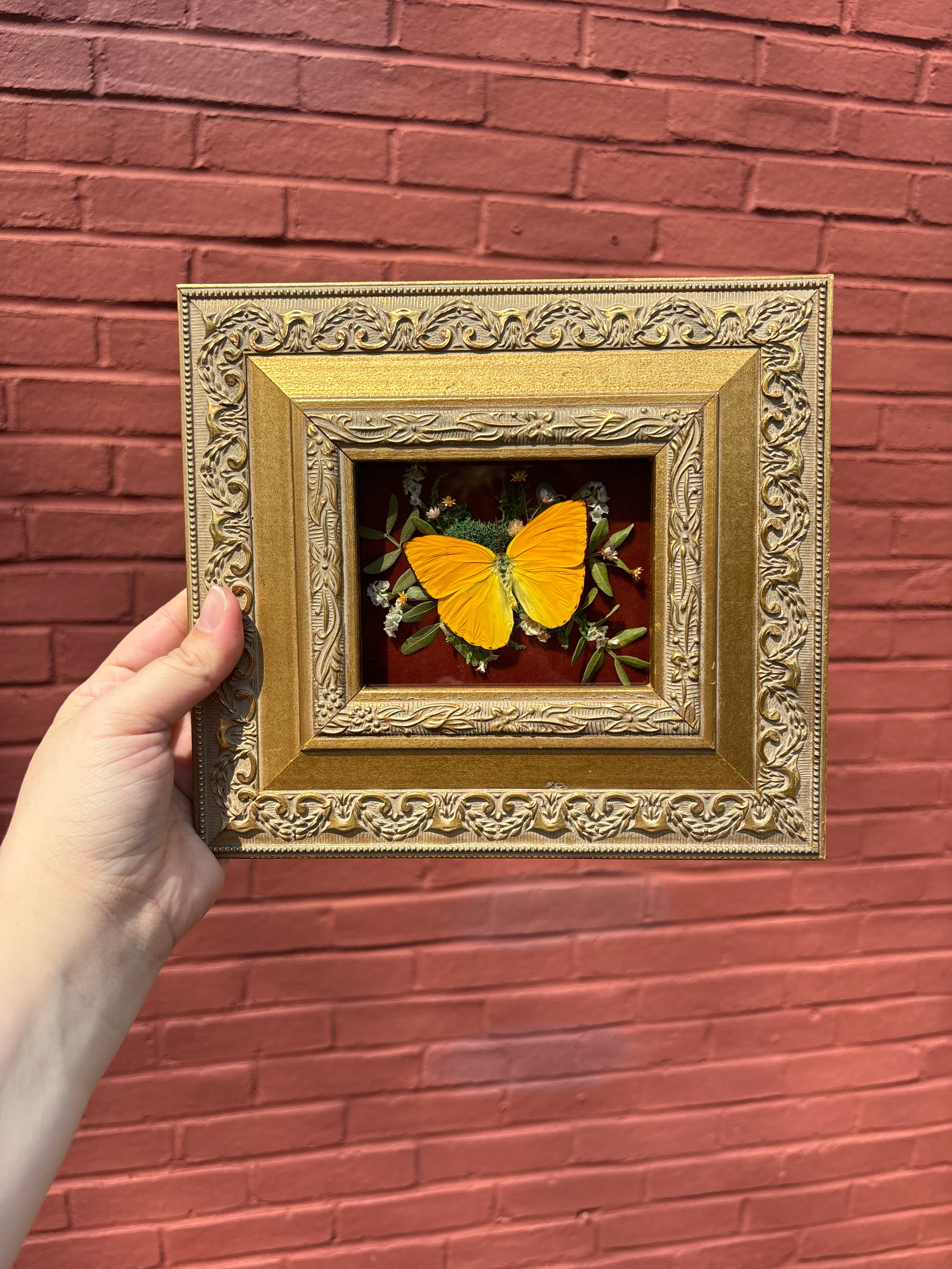 Apricot Sulphur Butterfly in Unique Frame – Sam Bly Design